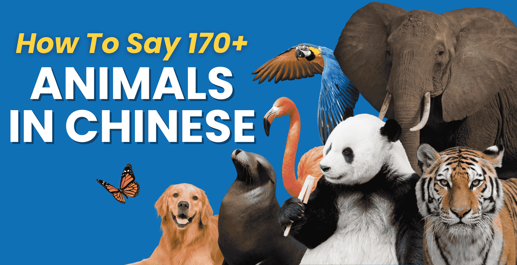 Animal Names in Chinese – Characters, Pinyin & Meanings